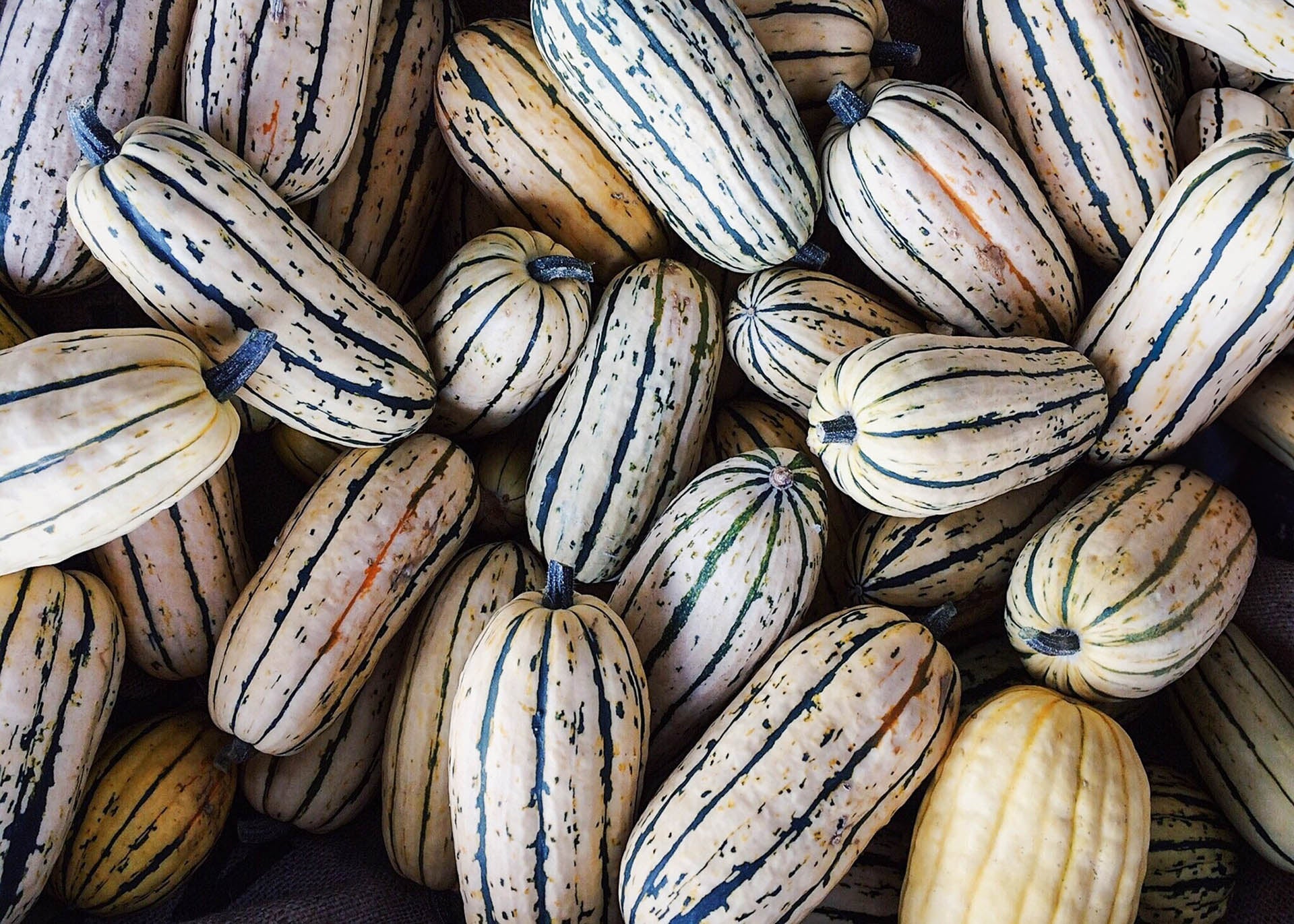 Delicata pompoen zaden kopen | Sweet dumpling | Jansen Zaden